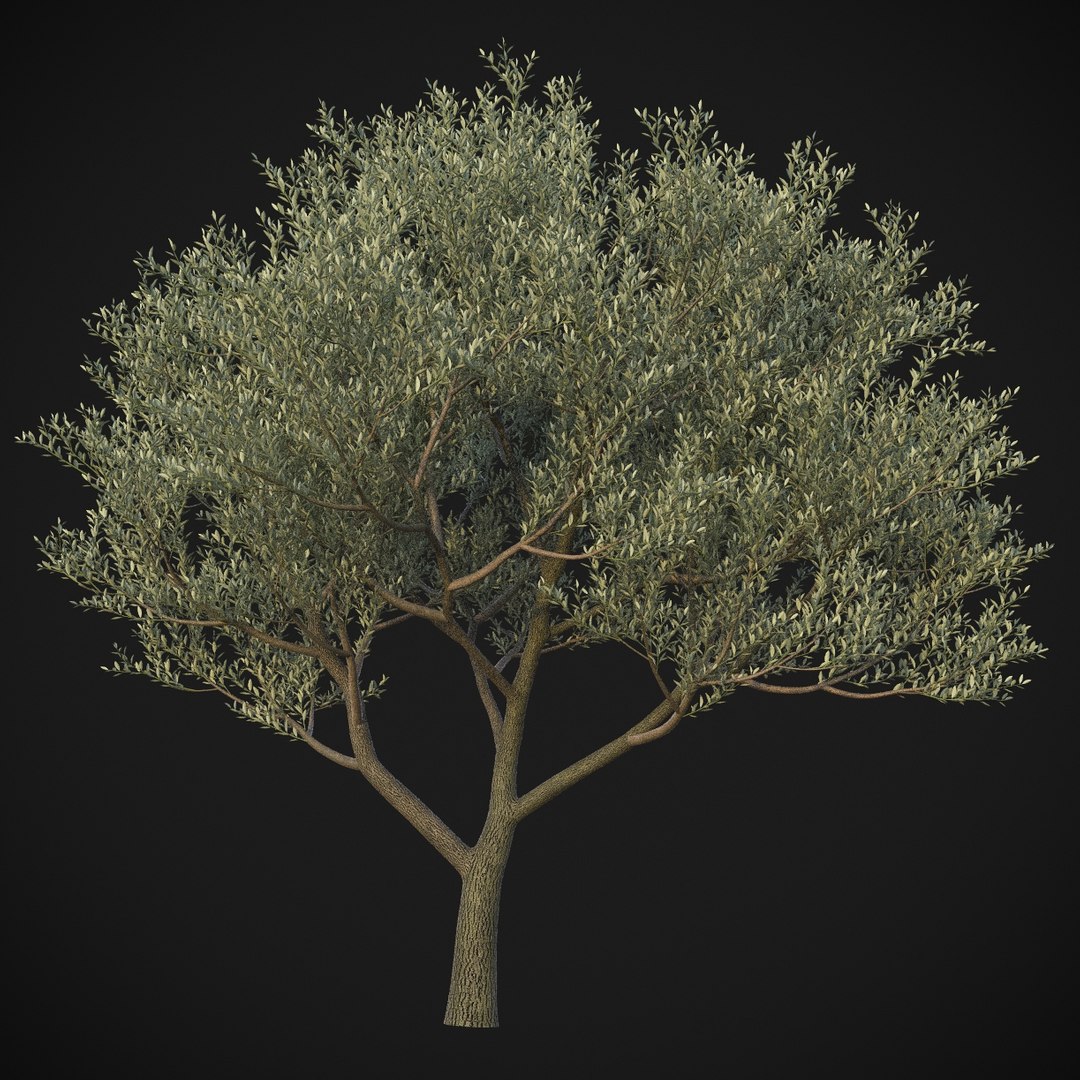 3D XfrogPlants Wolf Willow - Elaegnus Commutata - TurboSquid 1731014