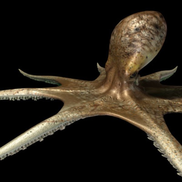 octopus kraken sea 3d model