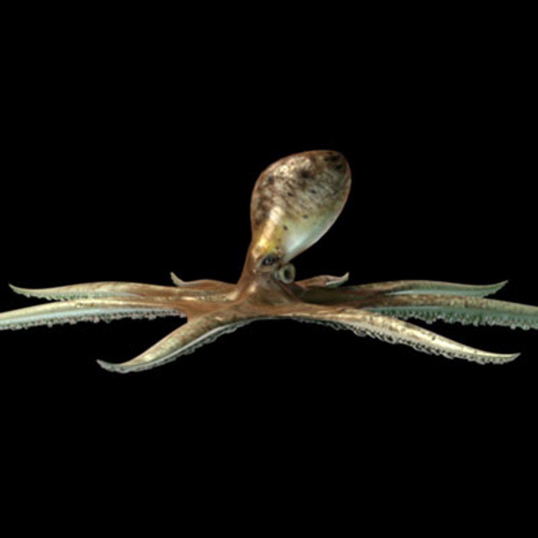 Octopus Kraken Sea 3d Model