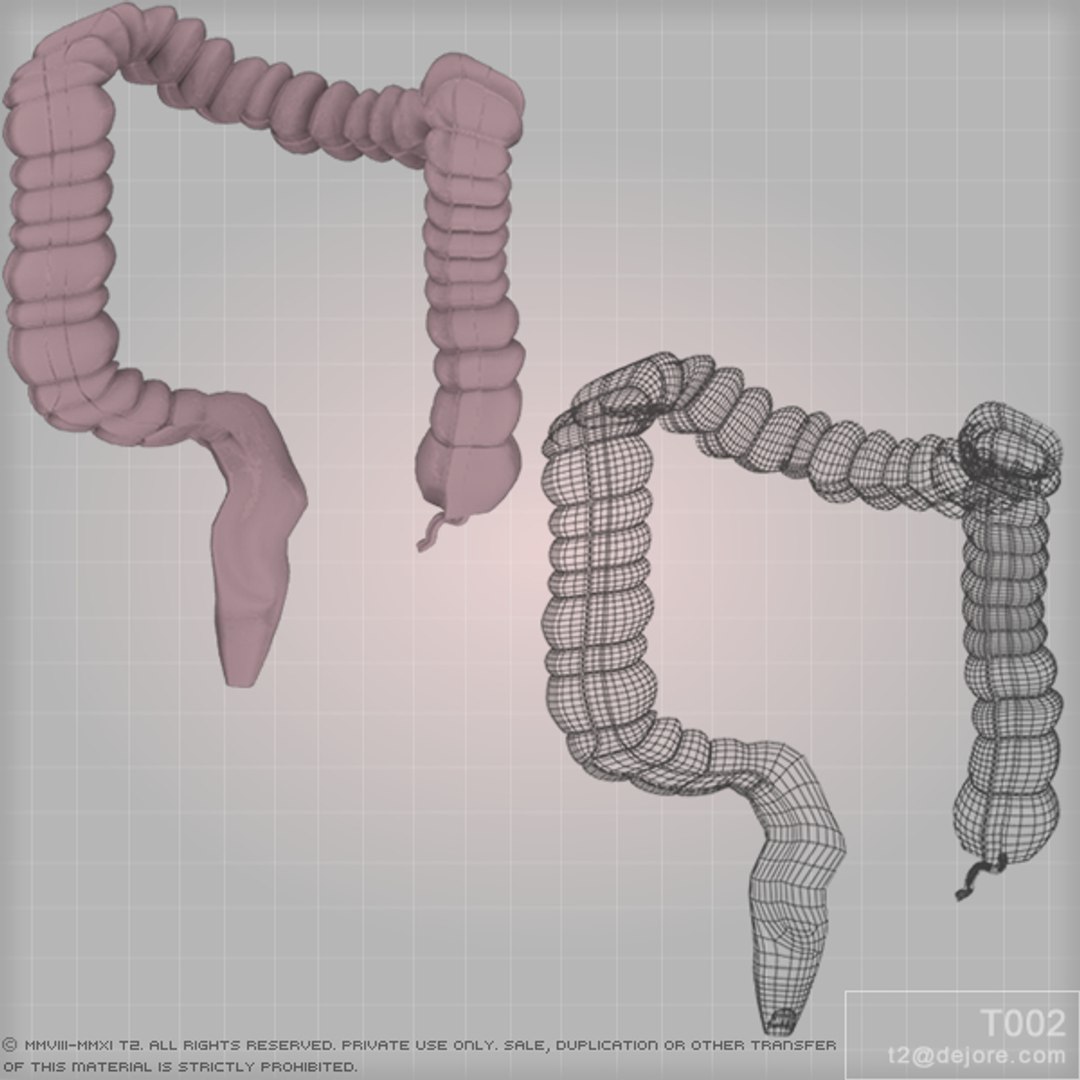 Colon Large Intestine 3d Model