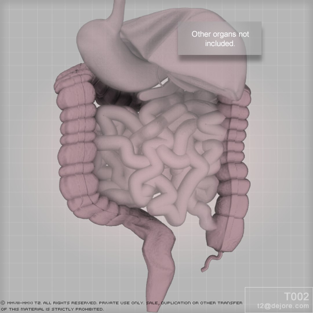Colon Large Intestine 3d Model