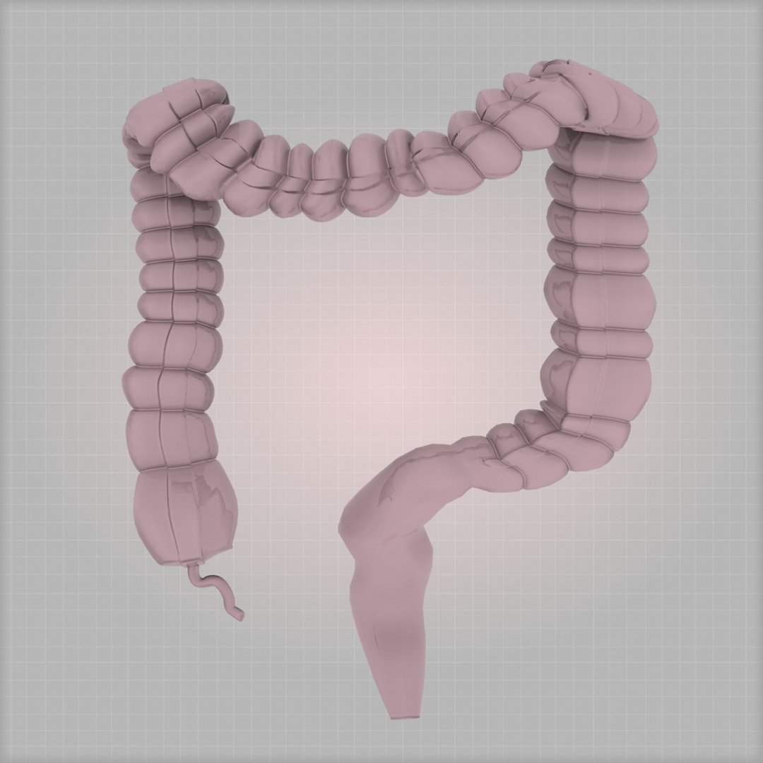 Colon Large Intestine 3d Model