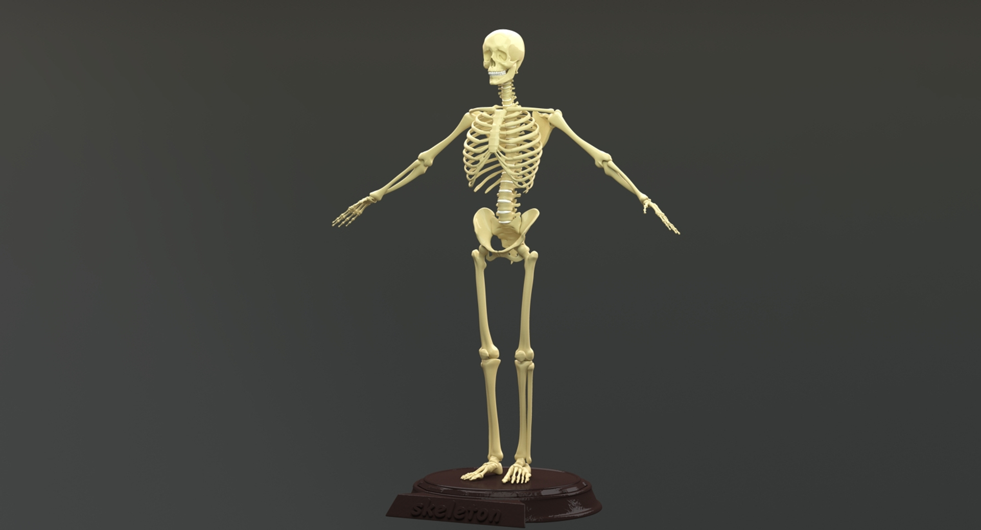 Male Body Skeleton Obj