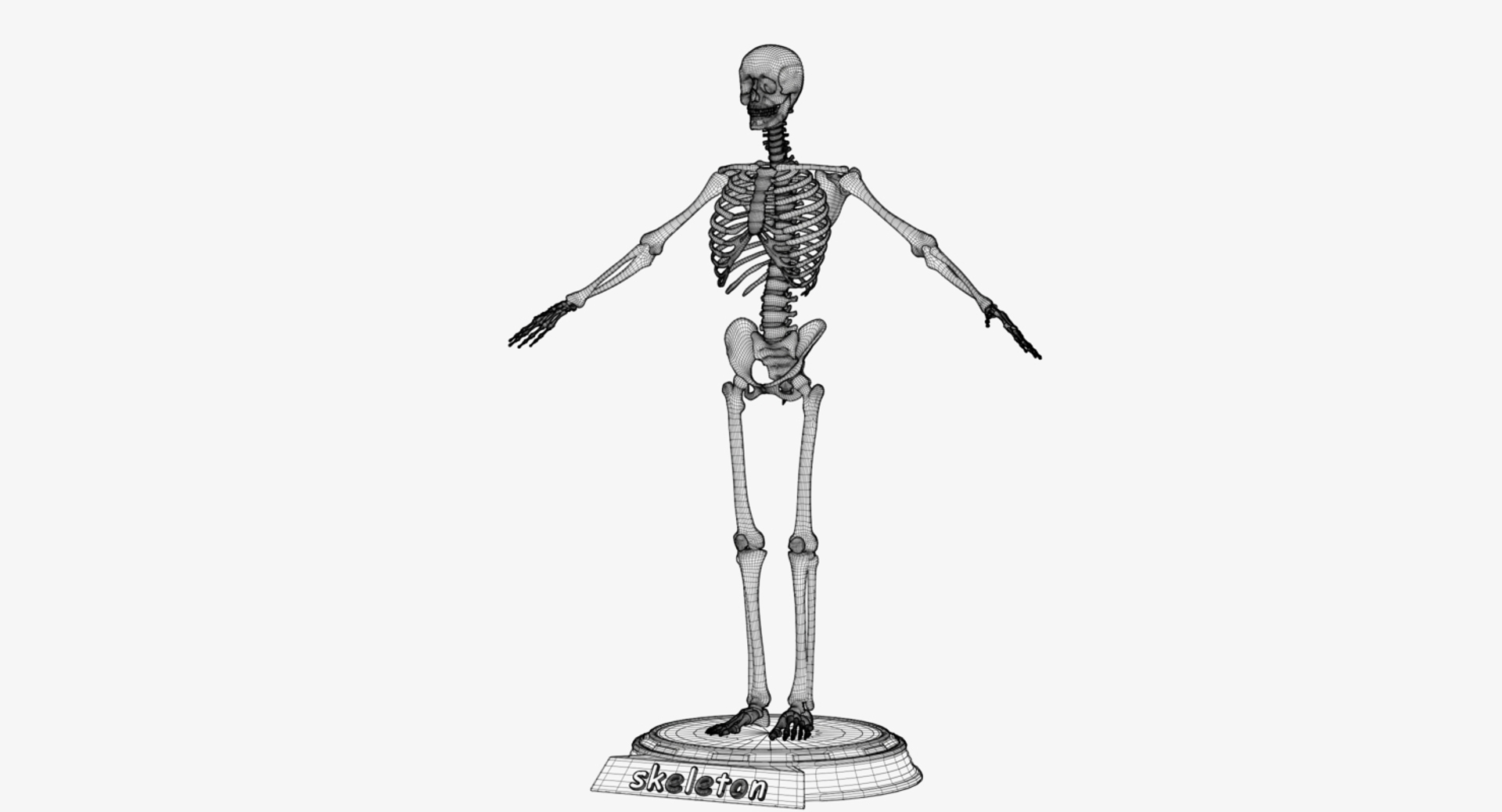 Male Body Skeleton Obj
