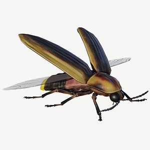 3D Firefly Models | TurboSquid