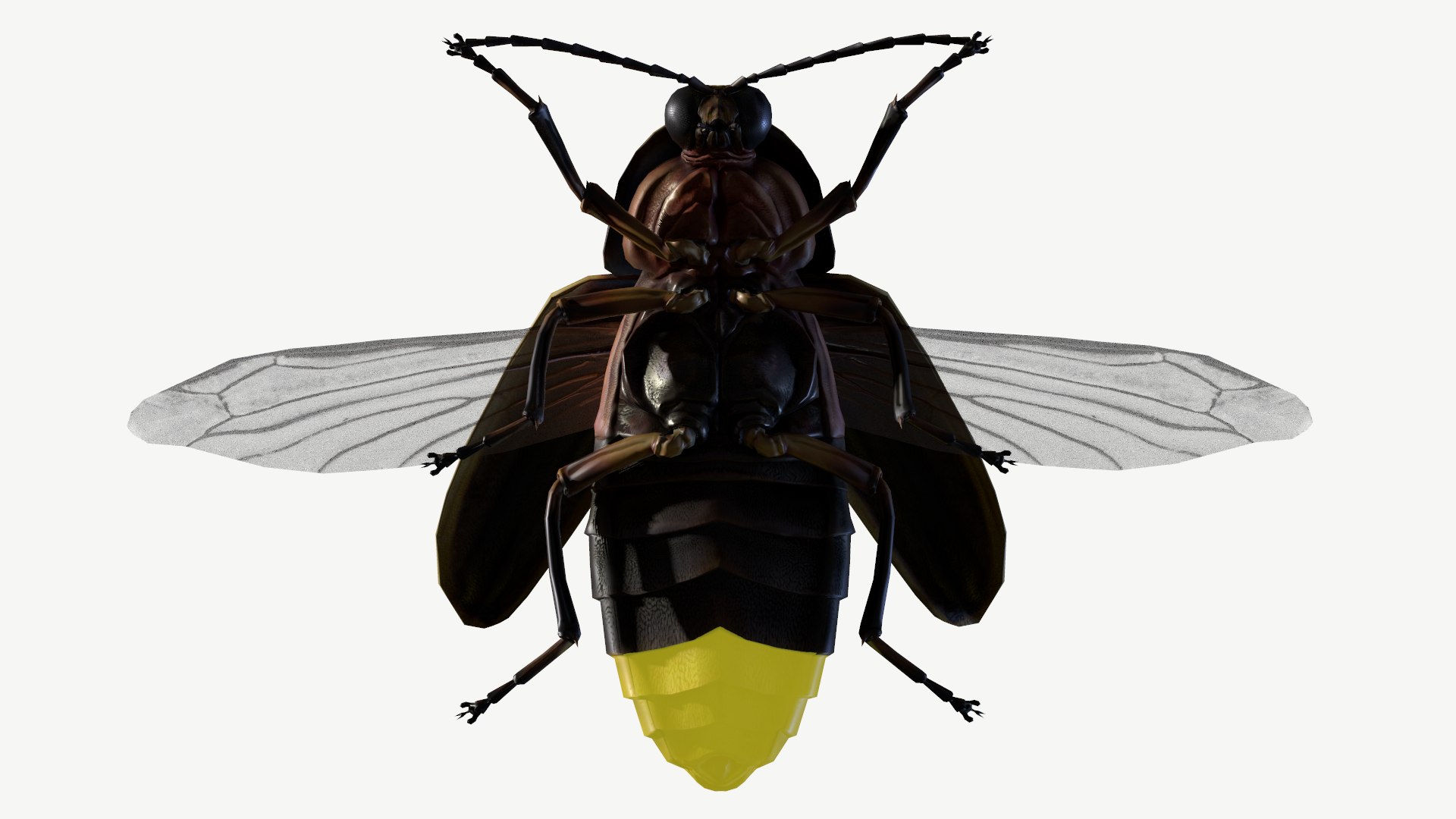 3D Firefly Model - TurboSquid 2193841