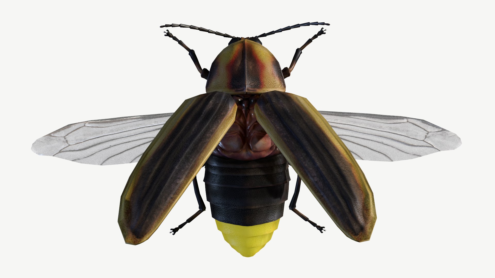 3D Firefly Model - TurboSquid 2193841