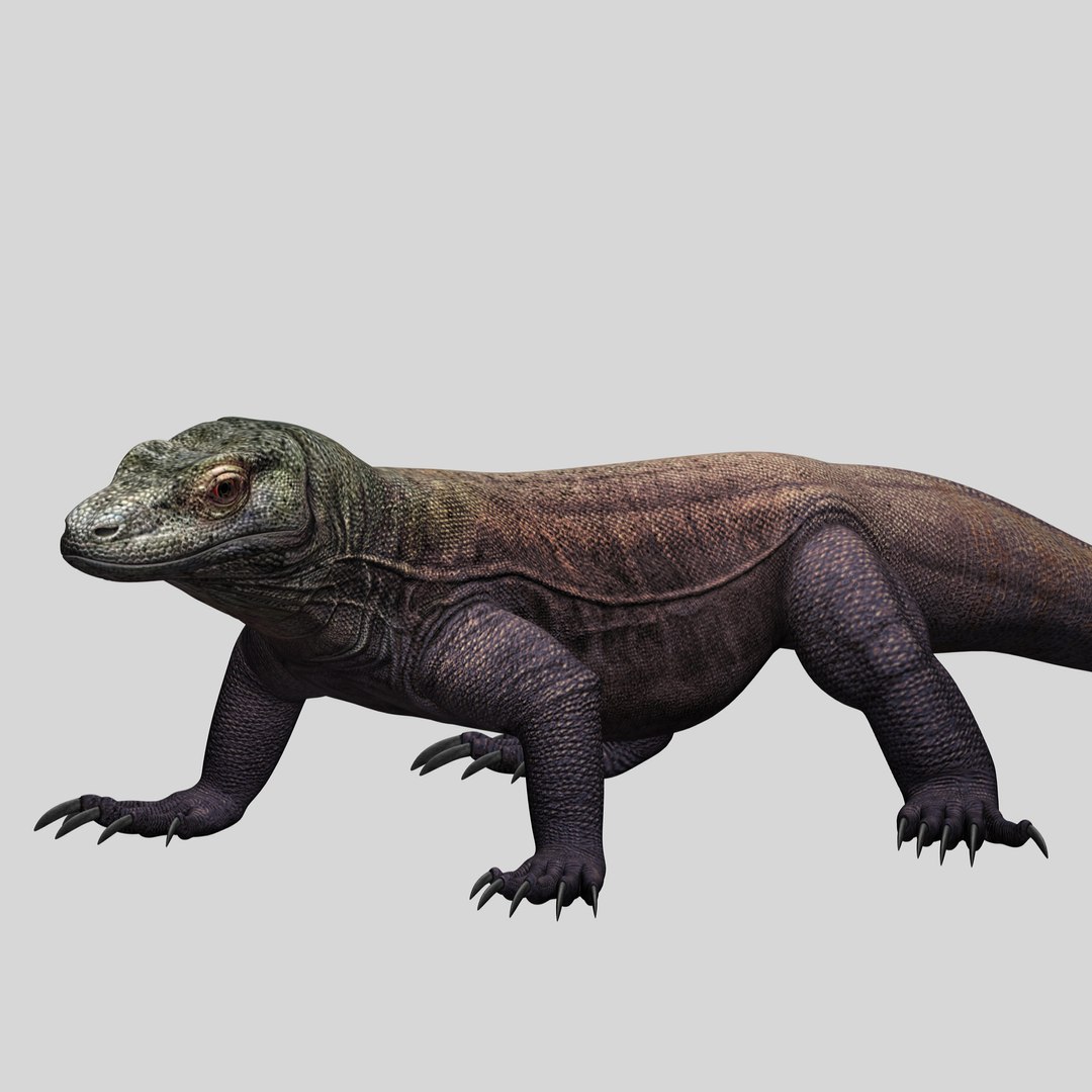 Komodo Dragon 3d Model