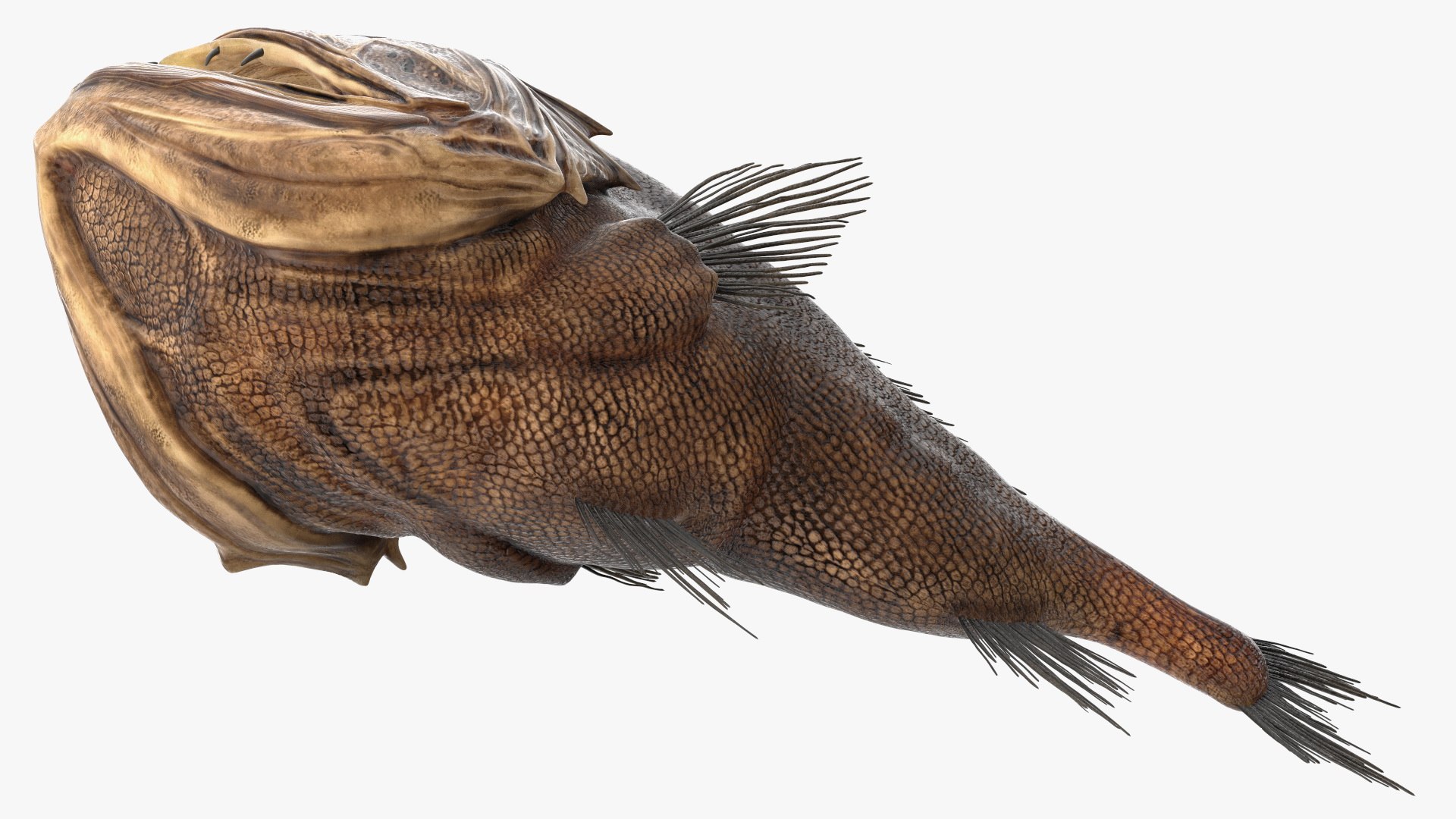 Fangtooth Fish Anoplogaster Cornuta 3D model - TurboSquid 2046556