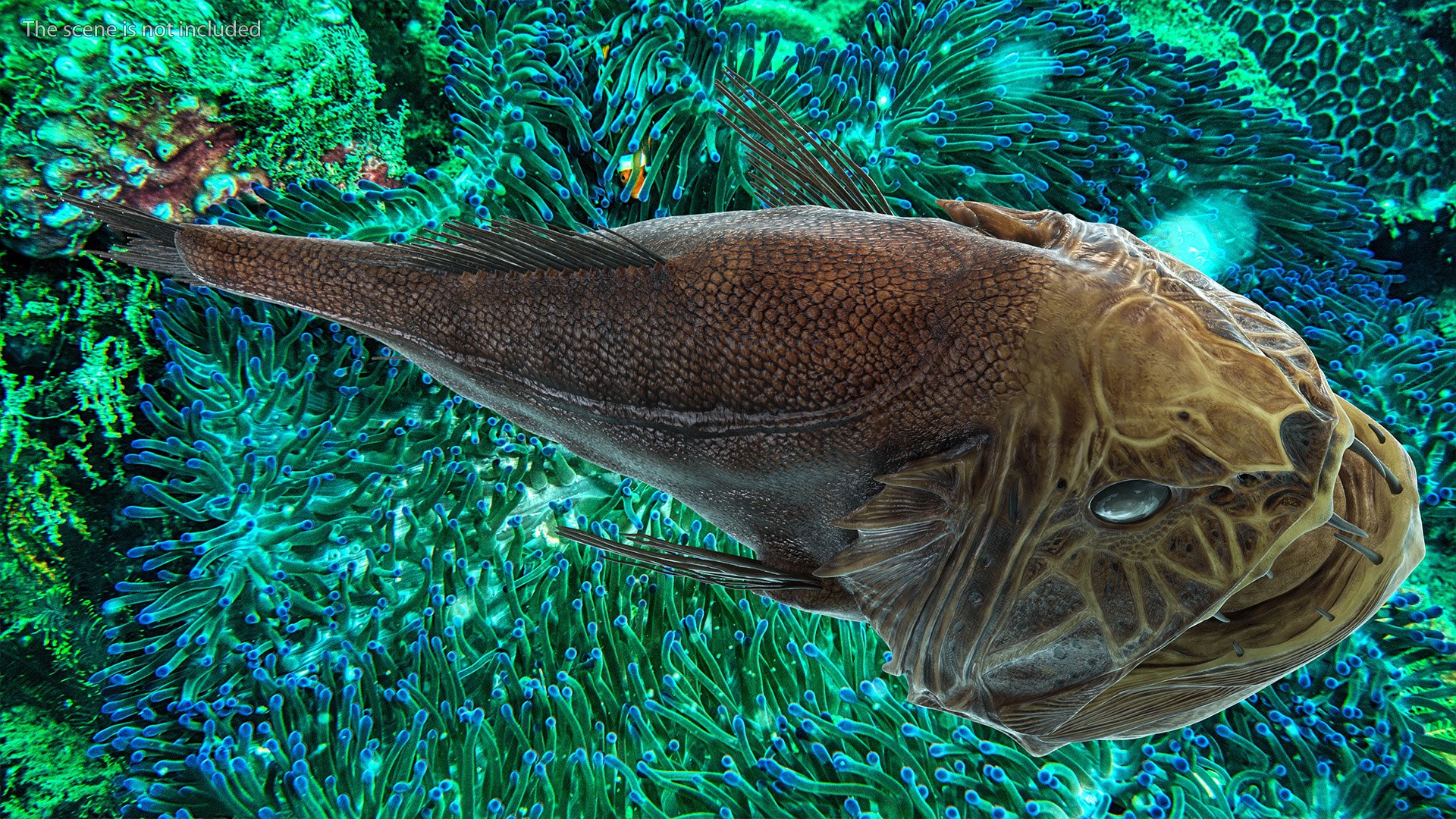 Fangtooth Fish Anoplogaster Cornuta 3D model - TurboSquid 2046556