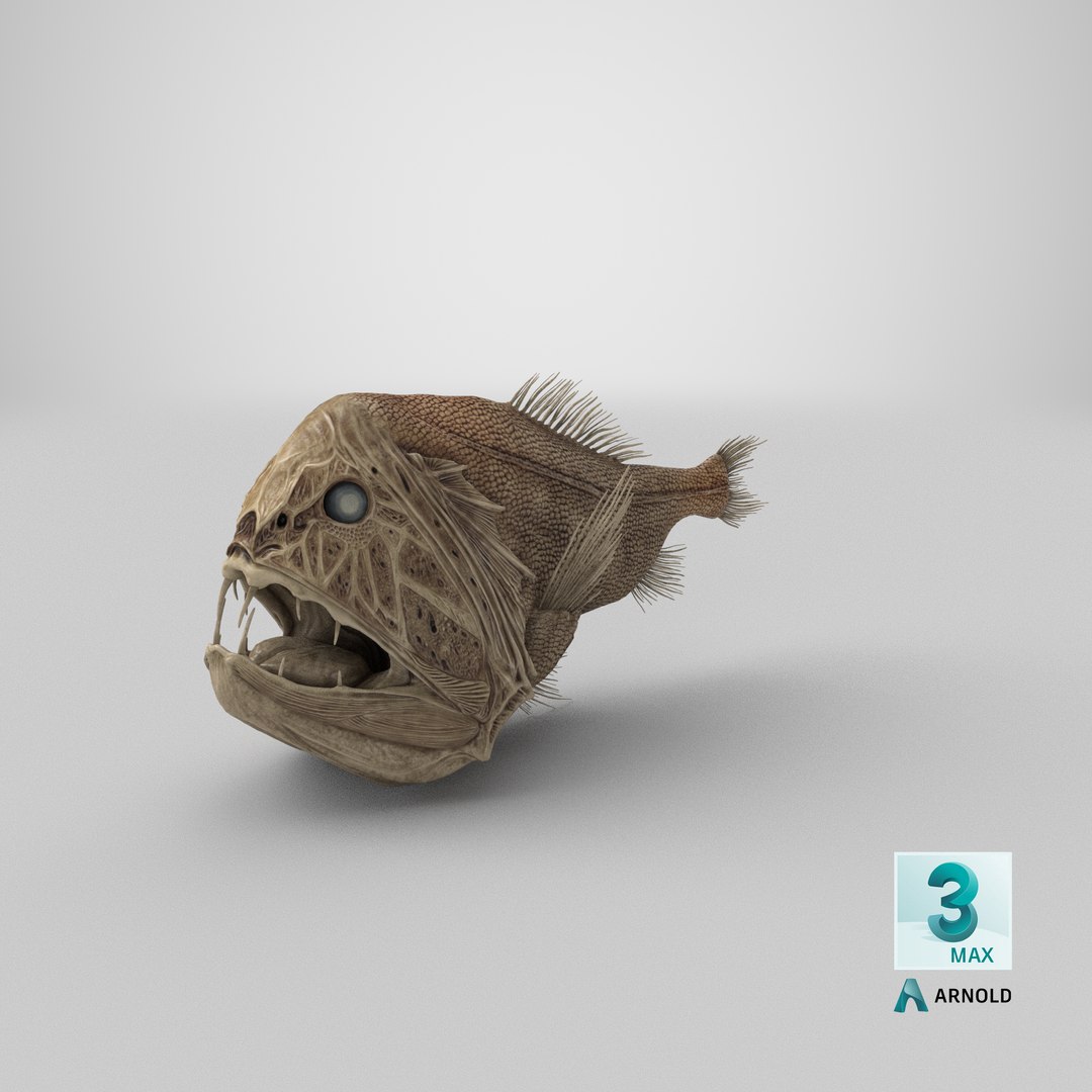 Fangtooth Fish Anoplogaster Cornuta 3D Model - TurboSquid 2046556