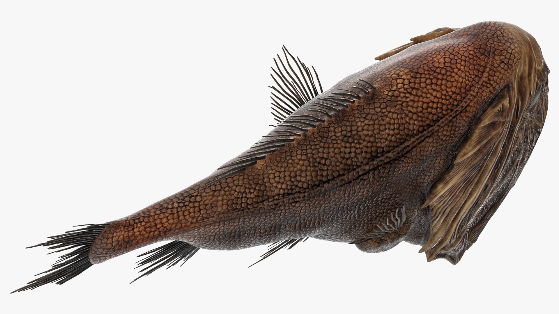 Fangtooth Fish Anoplogaster Cornuta 3D model - TurboSquid 2046556