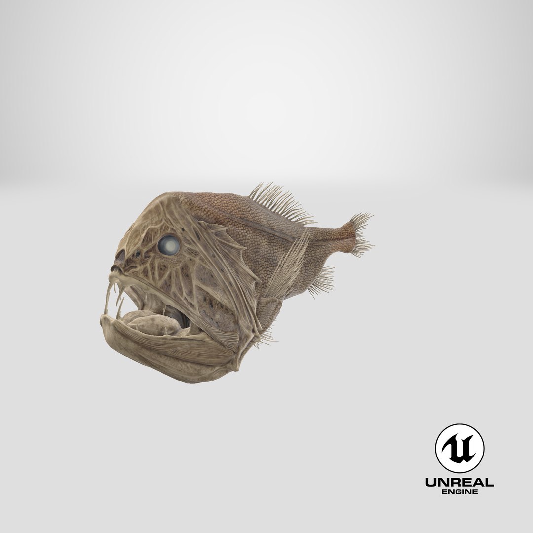 Fangtooth Fish Anoplogaster Cornuta 3D Model - TurboSquid 2046556