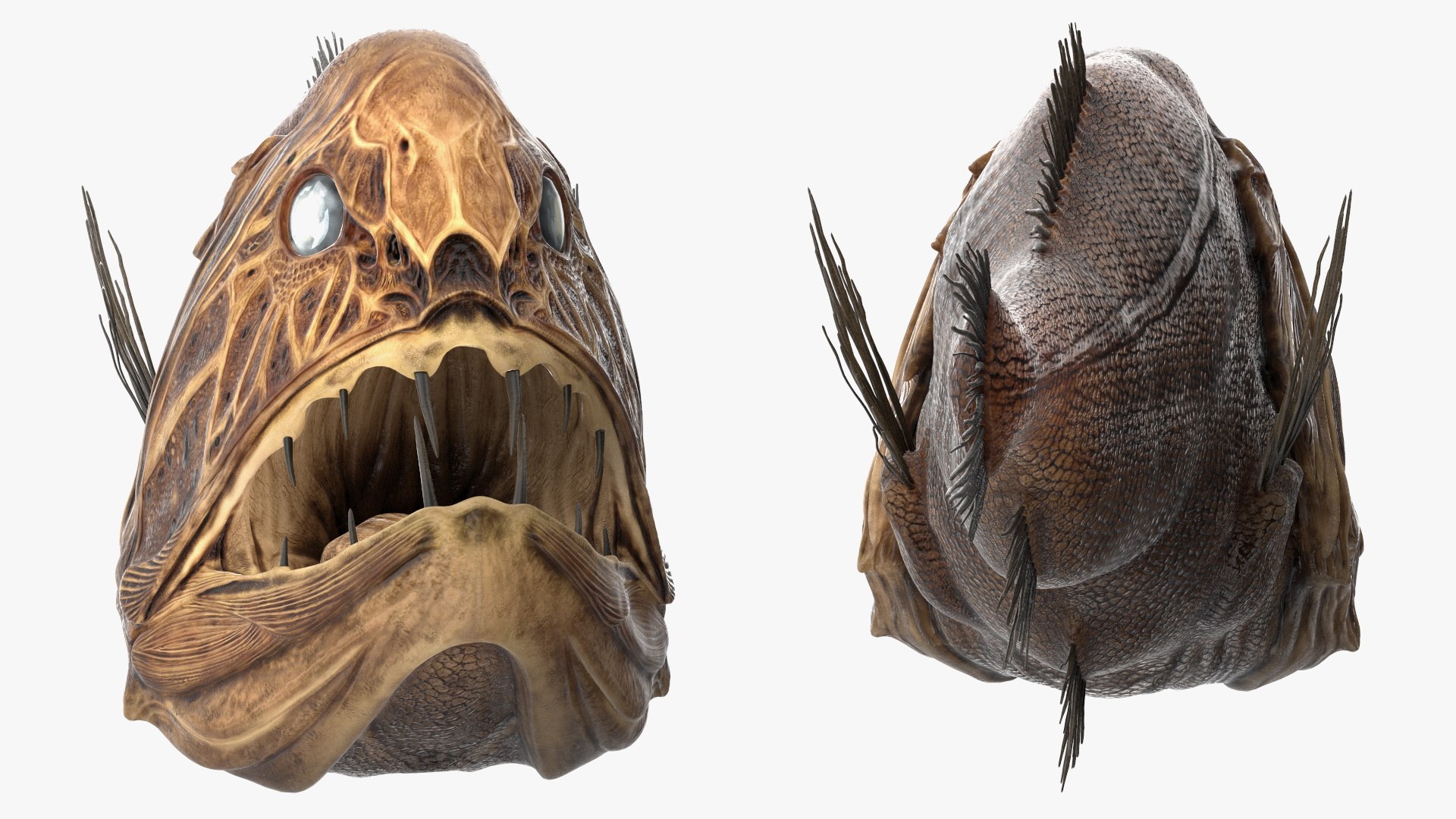 Fangtooth Fish Anoplogaster Cornuta 3D model - TurboSquid 2046556