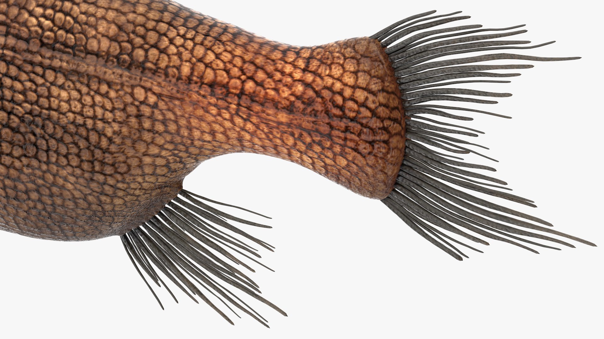 Fangtooth Fish Anoplogaster Cornuta 3D model - TurboSquid 2046556