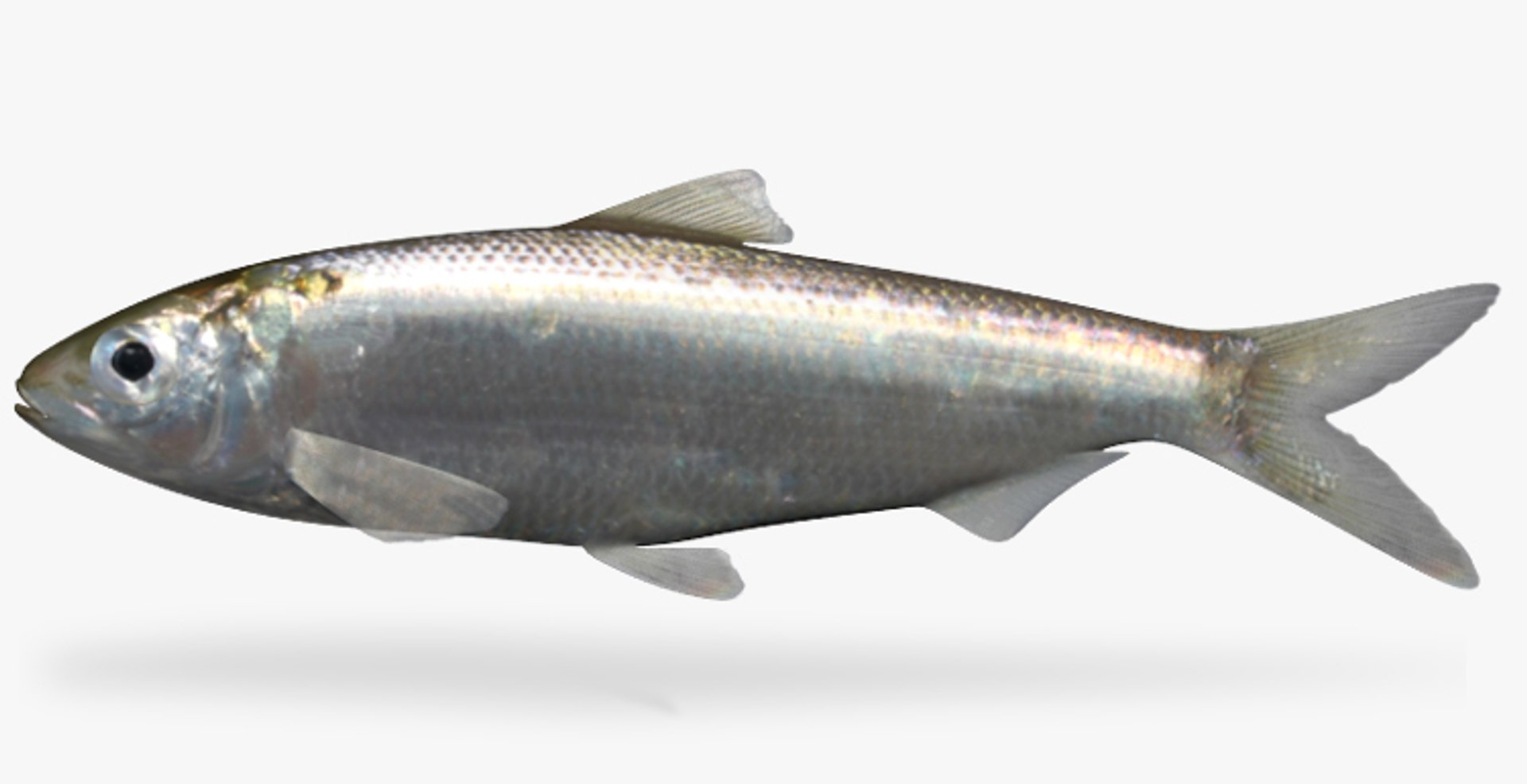 3d Alosa Alabamae Shad