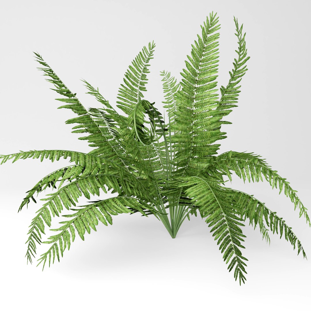3D fern model - TurboSquid 1459753