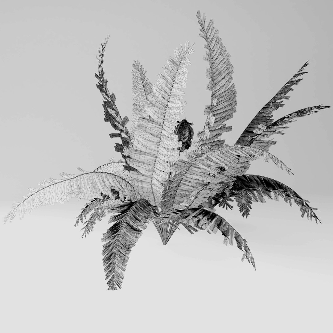 3D fern model - TurboSquid 1459753