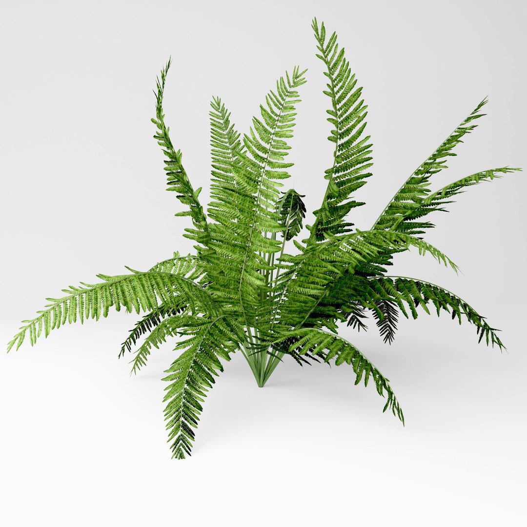 3D fern model - TurboSquid 1459753