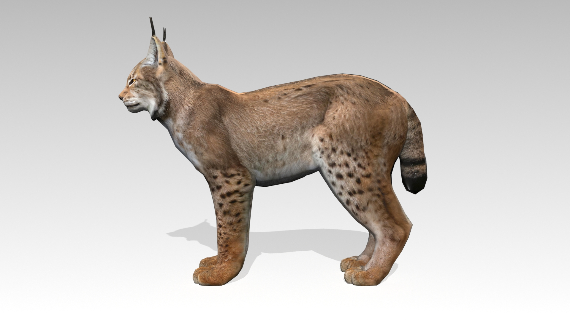 Lynx 3D - TurboSquid 2214337