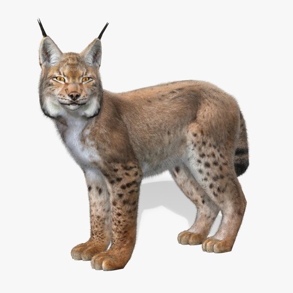 Lynx 3D Models for Download | TurboSquid