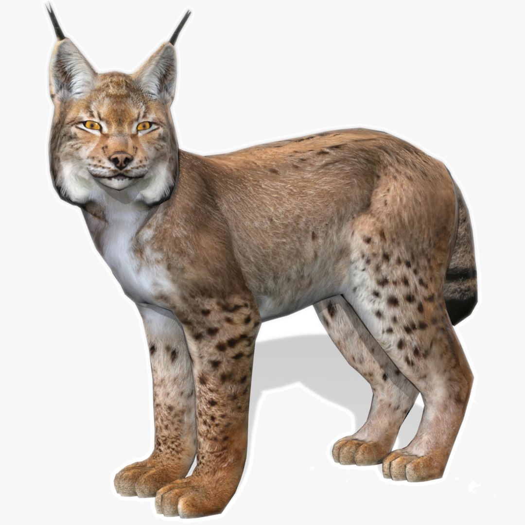 Lynx 3D - TurboSquid 2214337