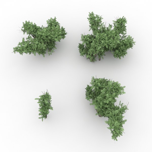 shrubs leaf 3d model