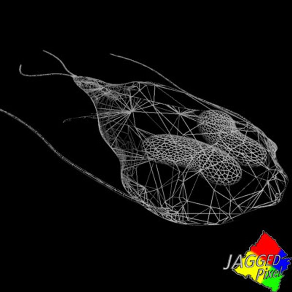3d protista giardia
