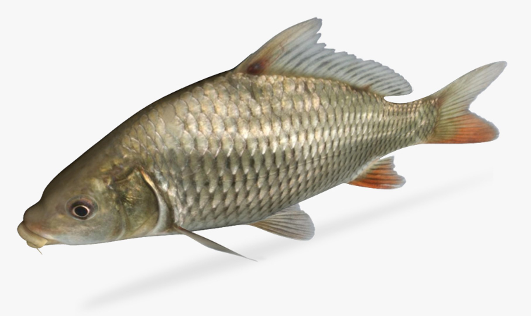 3d Model Cyprinus Carpio Common Carp