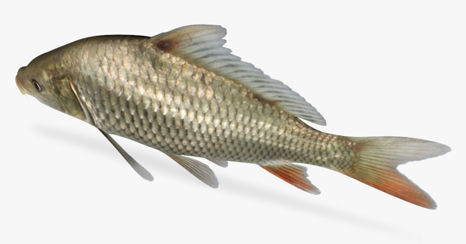 3d Model Cyprinus Carpio Common Carp