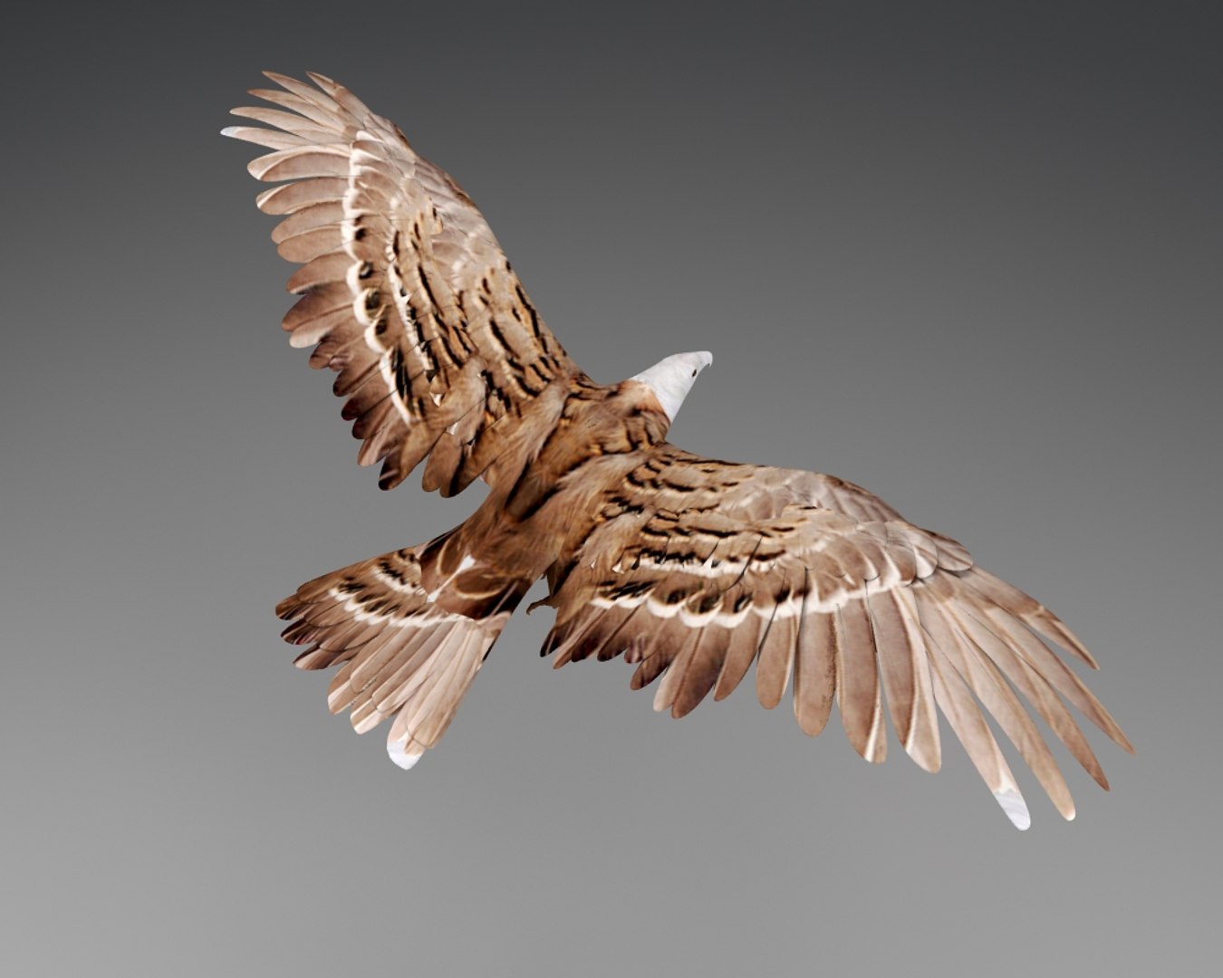 Eagle Hawk Flying Model - TurboSquid 1531433