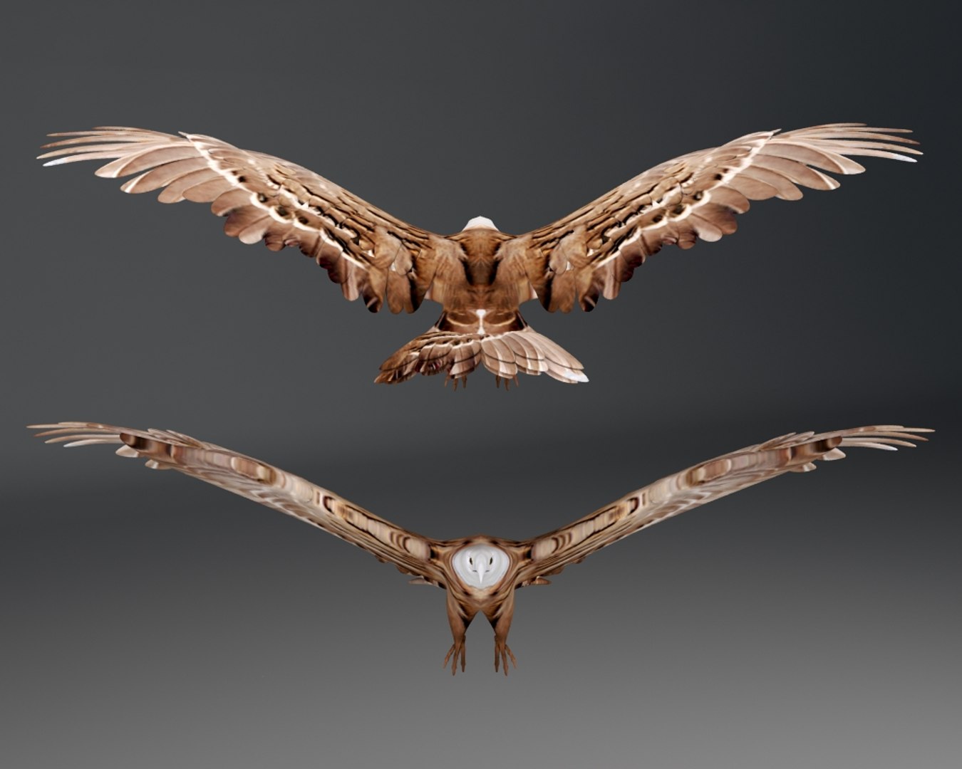 Eagle Hawk Flying Model - TurboSquid 1531433