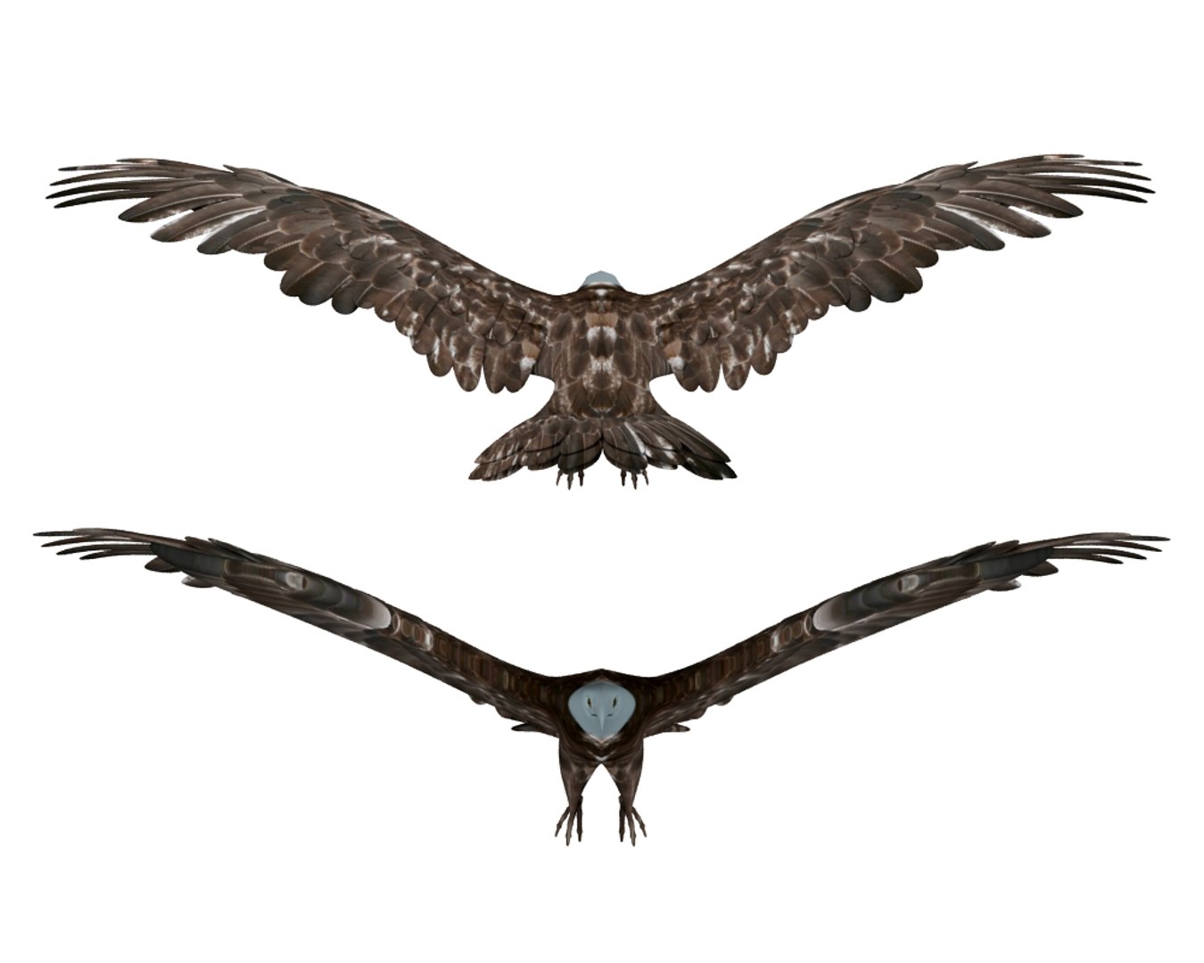 Eagle Hawk Flying Model - TurboSquid 1531433