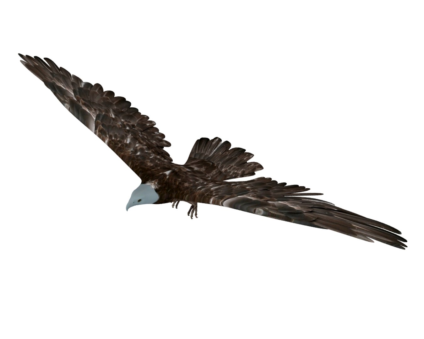 Eagle Hawk Flying Model - TurboSquid 1531433