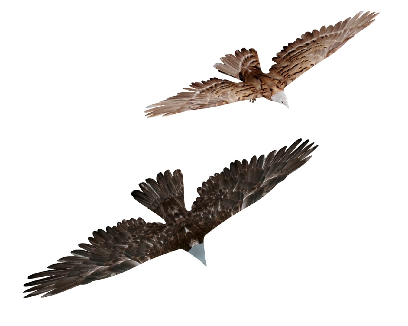 Eagle Hawk Flying Model - TurboSquid 1531433