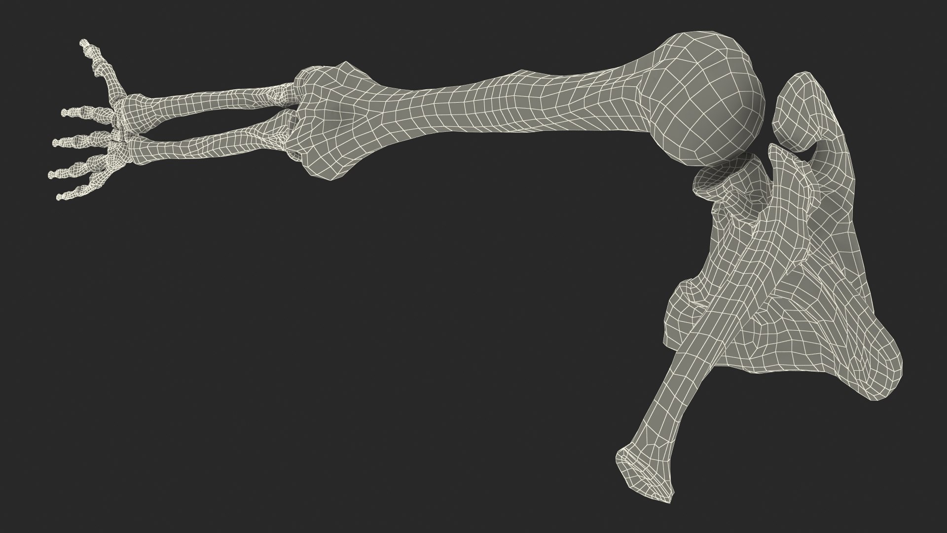 3D Human Arm Skeletal Anatomy - TurboSquid 2386031