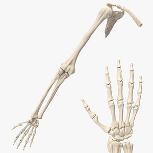 3D Skeletal System Arm Models - Browse & Download Formats - TurboSquid
