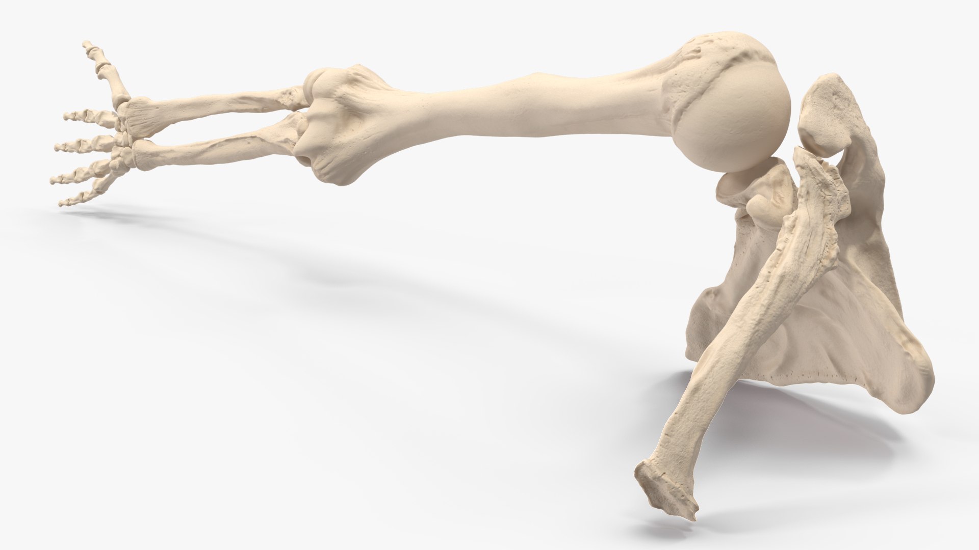 3D Human Arm Skeletal Anatomy - TurboSquid 2386031