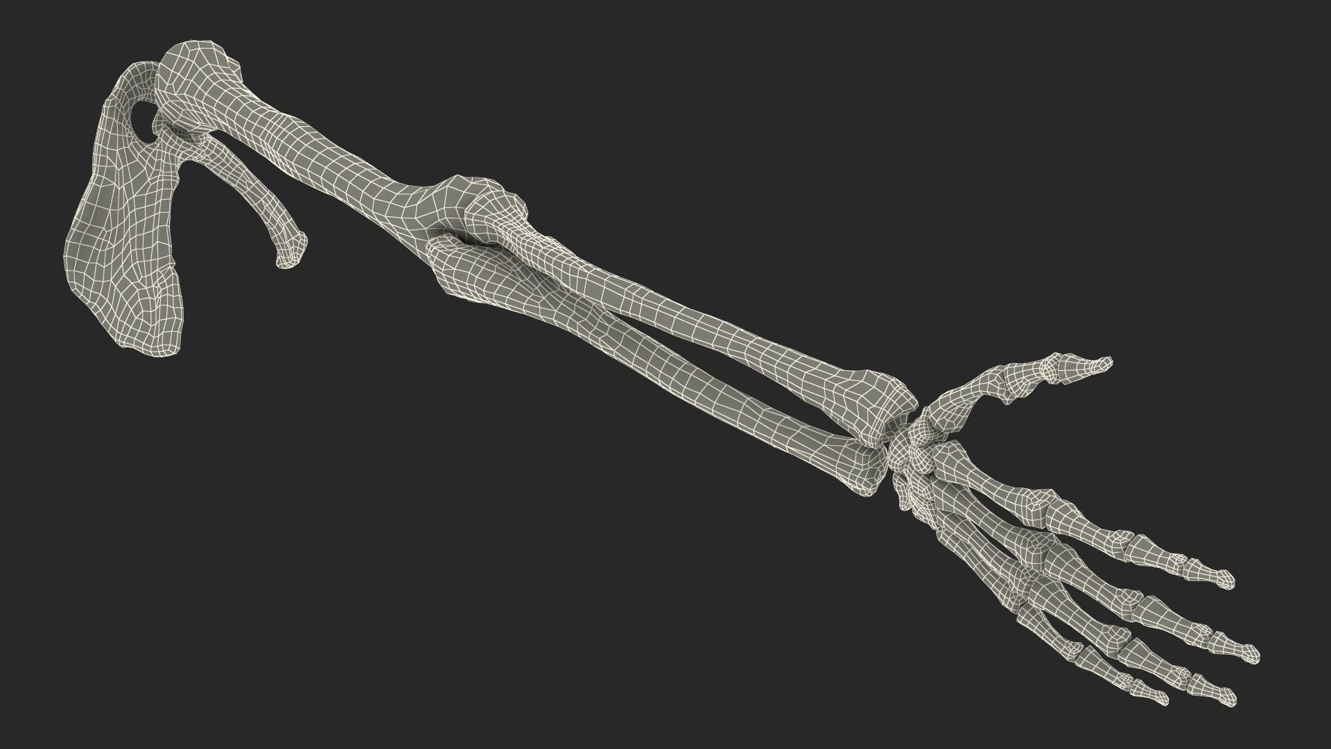 3D Human Arm Skeletal Anatomy - TurboSquid 2386031
