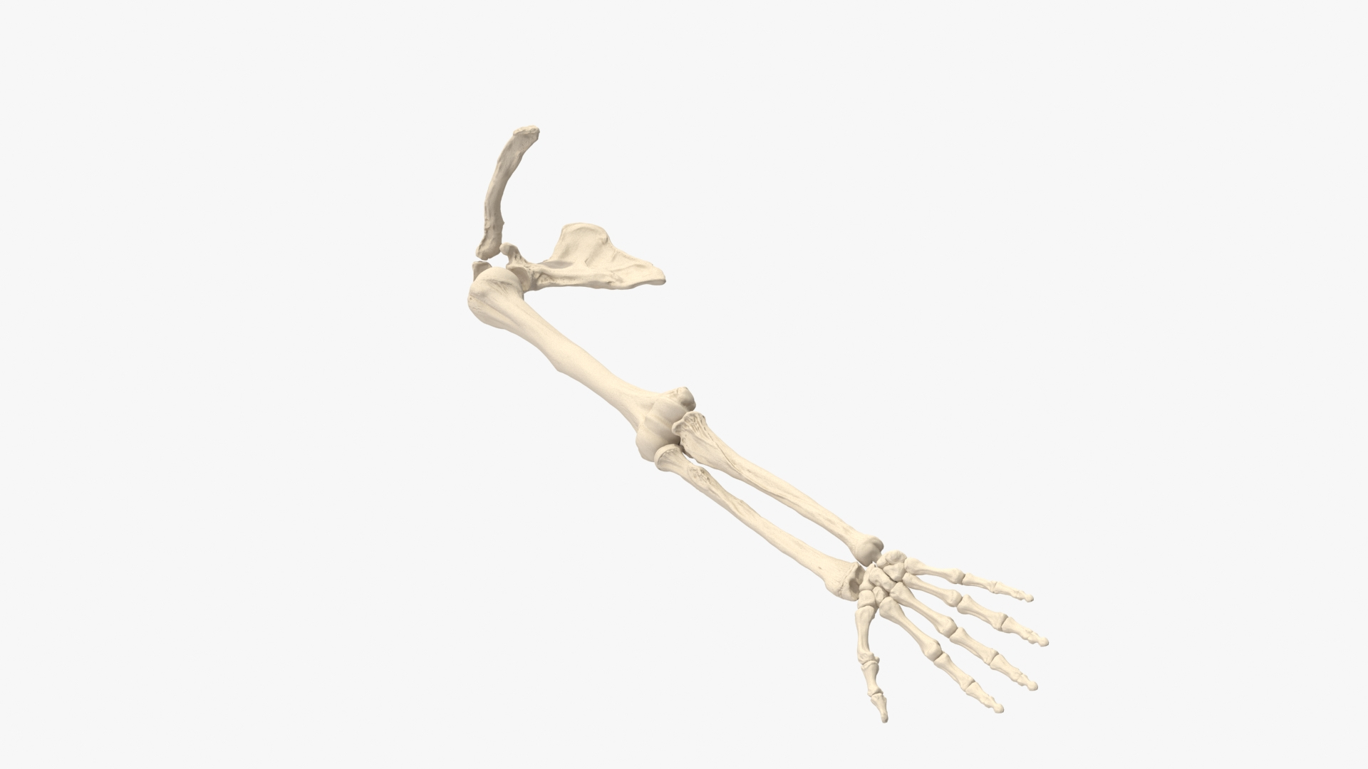 3D Human Arm Skeletal Anatomy - TurboSquid 2386031