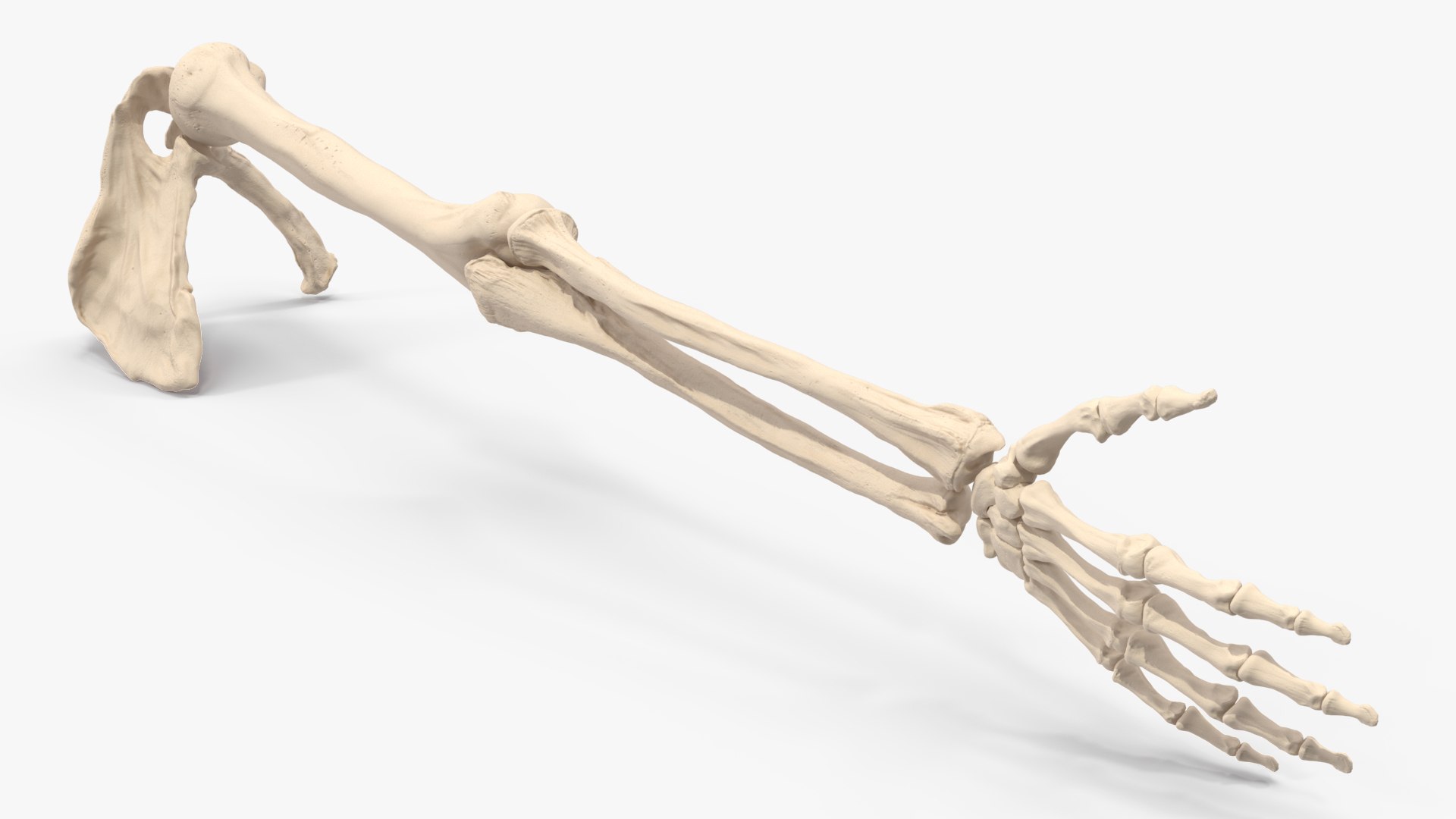 3D Human Arm Skeletal Anatomy - TurboSquid 2386031