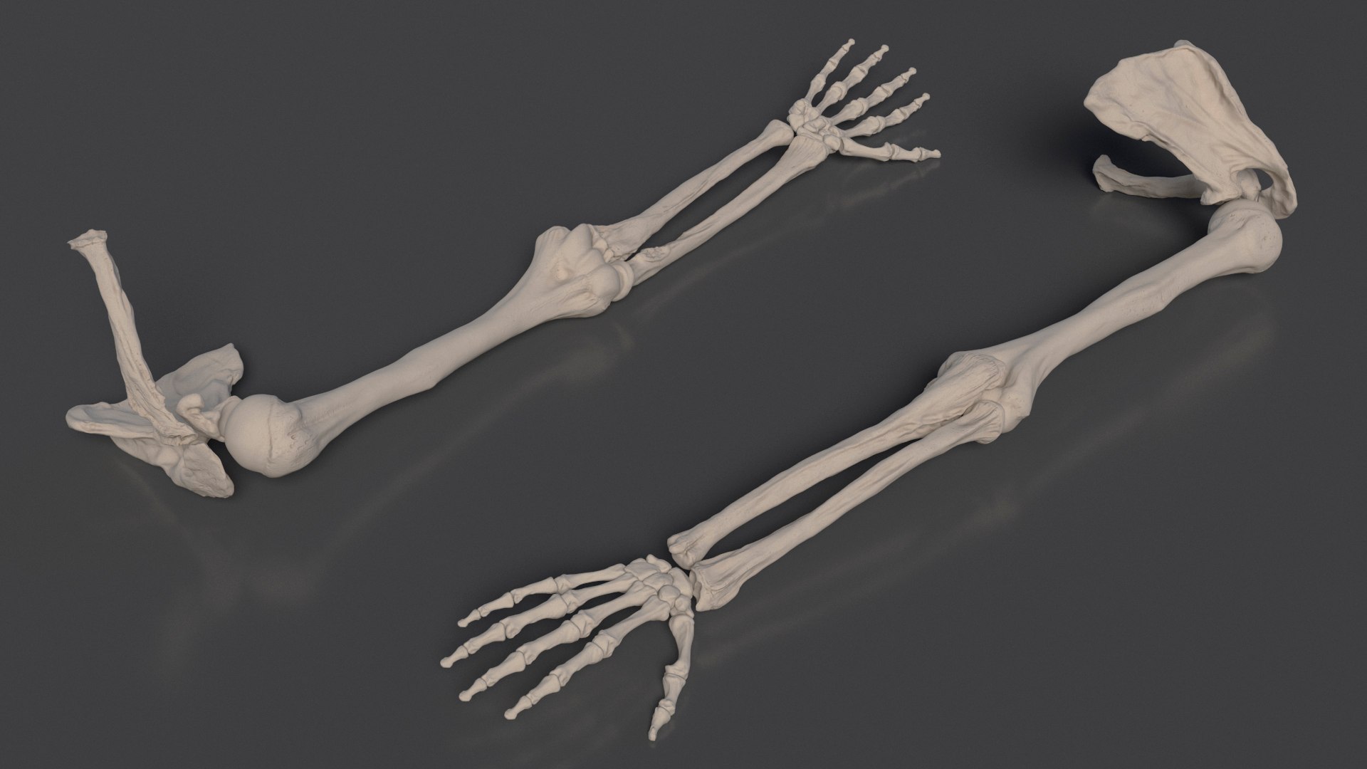 3D Human Arm Skeletal Anatomy - TurboSquid 2386031