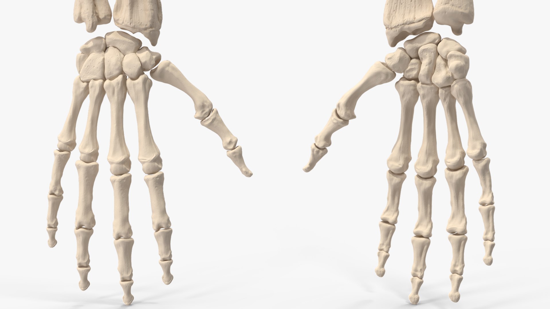 3D Human Arm Skeletal Anatomy - TurboSquid 2386031
