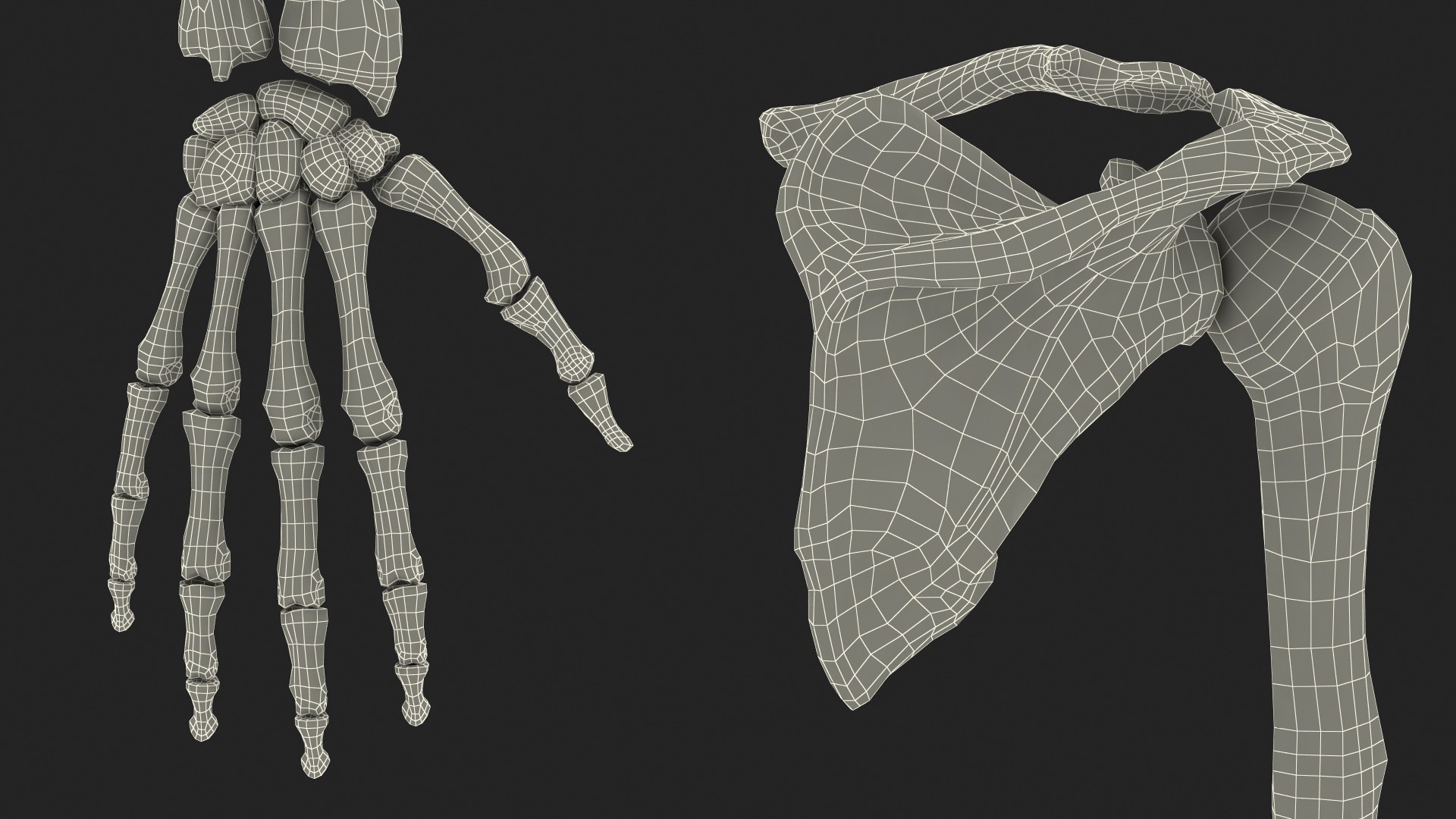 3D Human Arm Skeletal Anatomy - TurboSquid 2386031