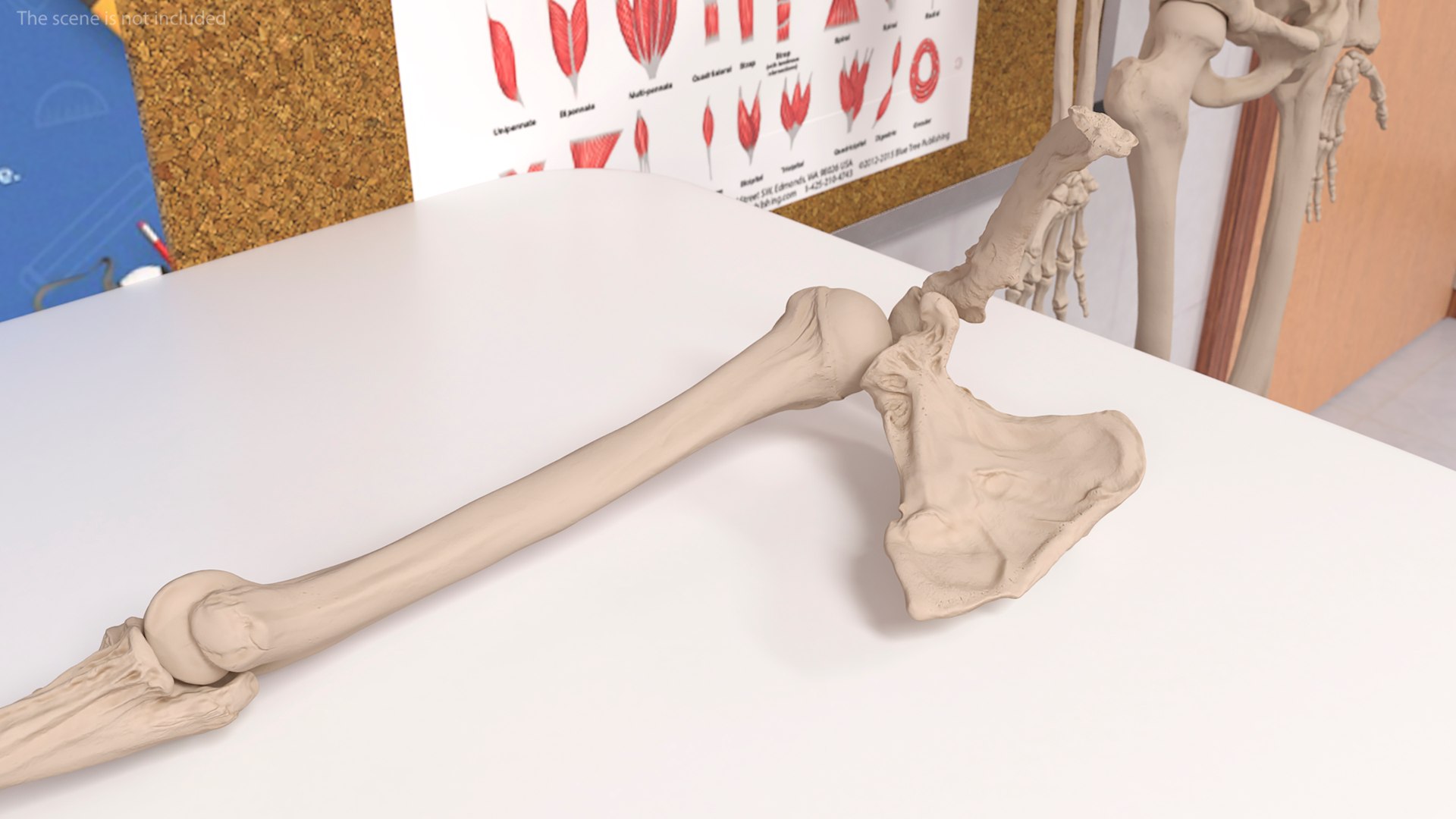 3D Human Arm Skeletal Anatomy - TurboSquid 2386031