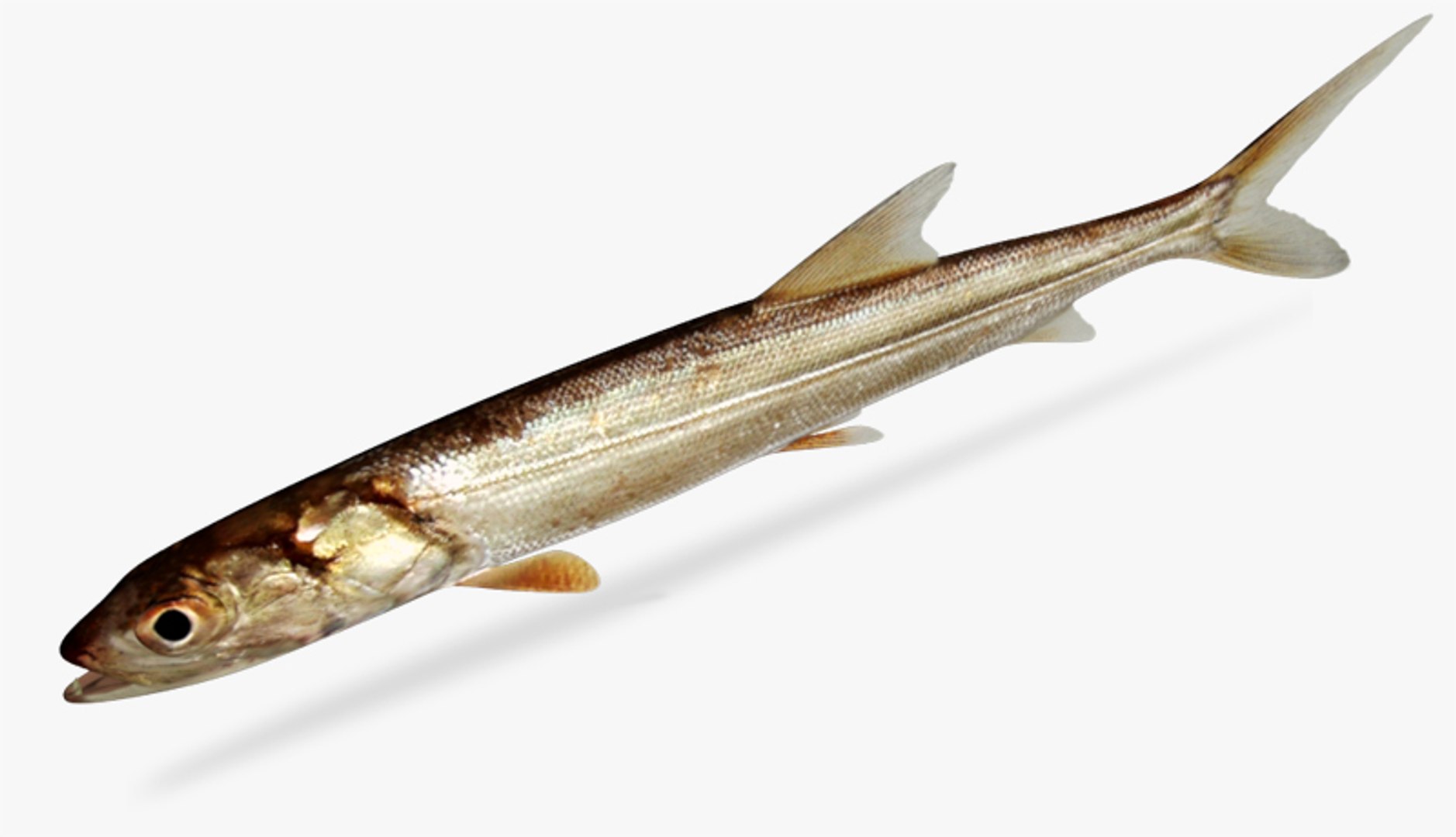 3d Ma Ladyfish Fish