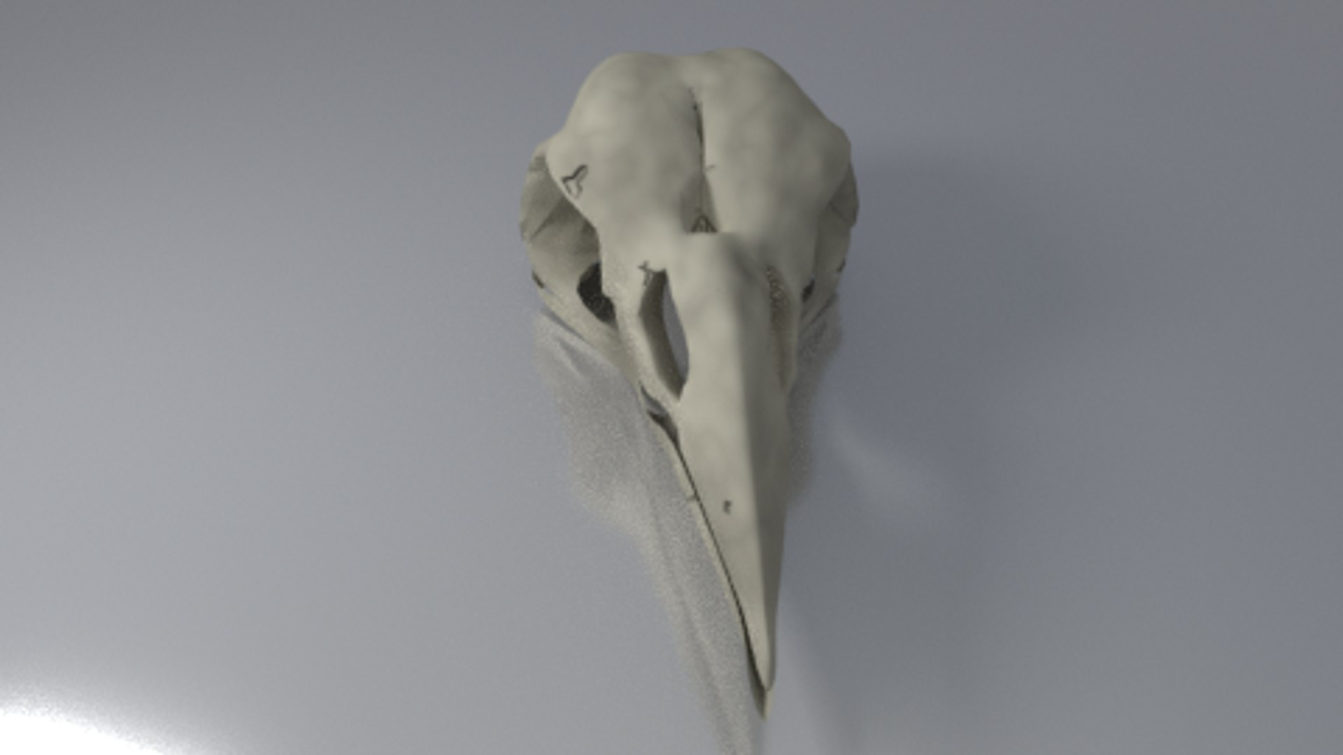 Skull Head Crow 3d Obj