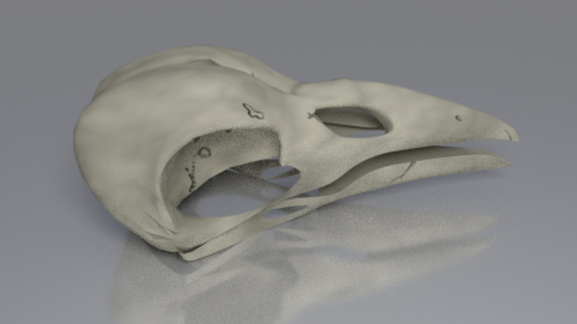 skull head crow 3d obj