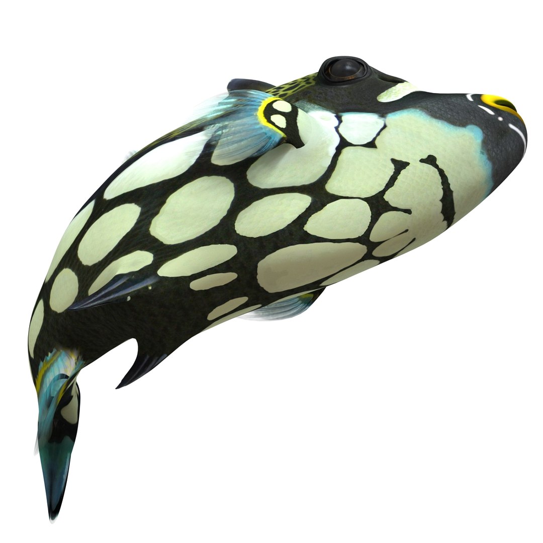 clown trigger fish pose 3d 3ds