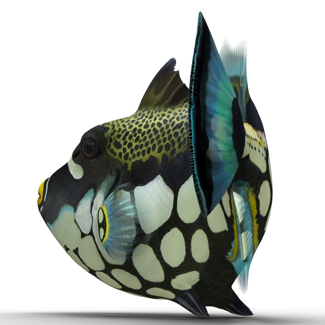 clown trigger fish pose 3d 3ds